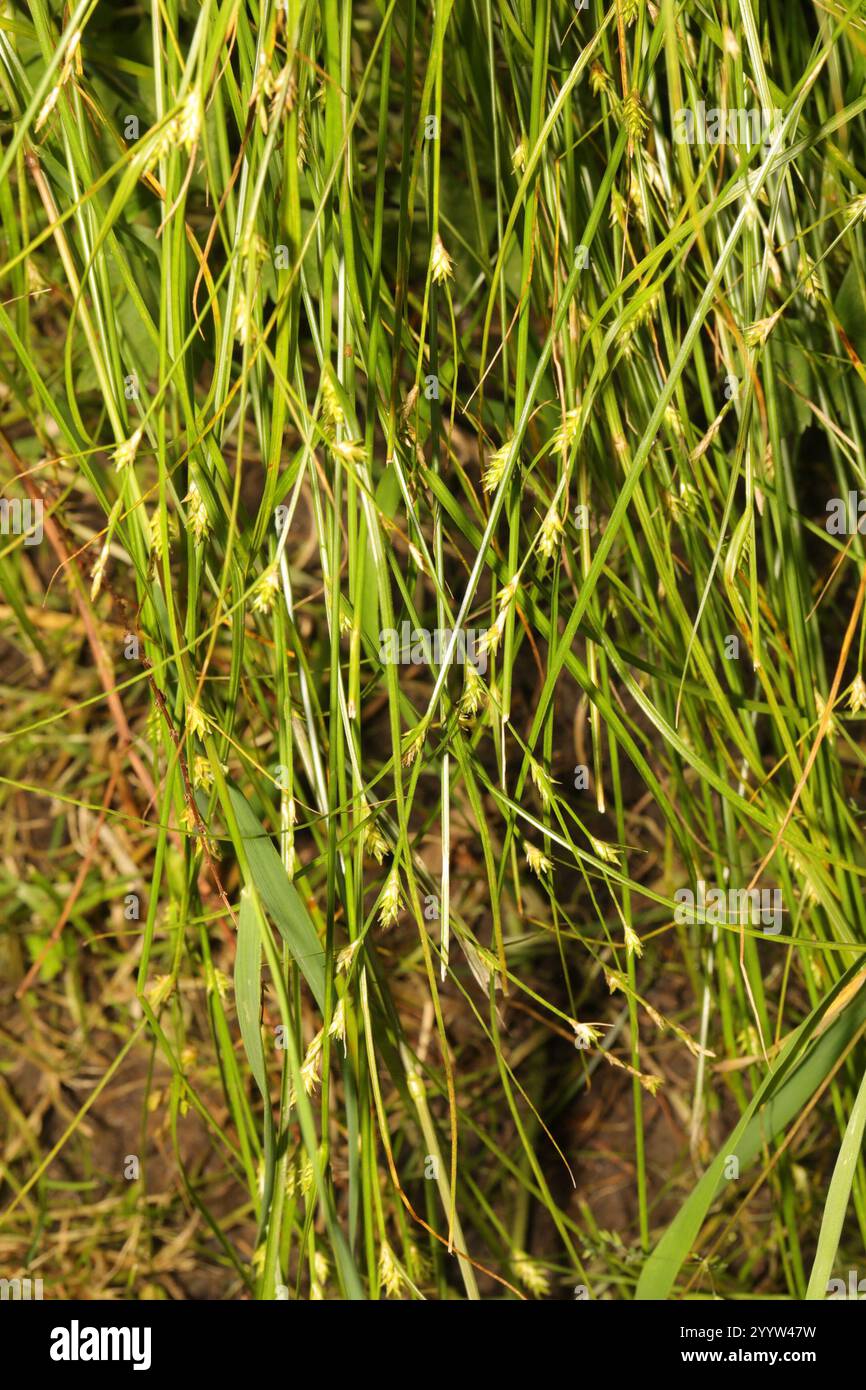 Remote Sedge (Carex remota Stock Photo - Alamy