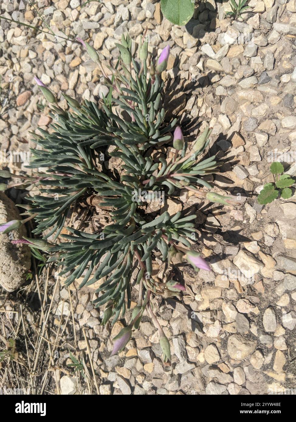 Family montiaceae hi-res stock photography and images - Alamy