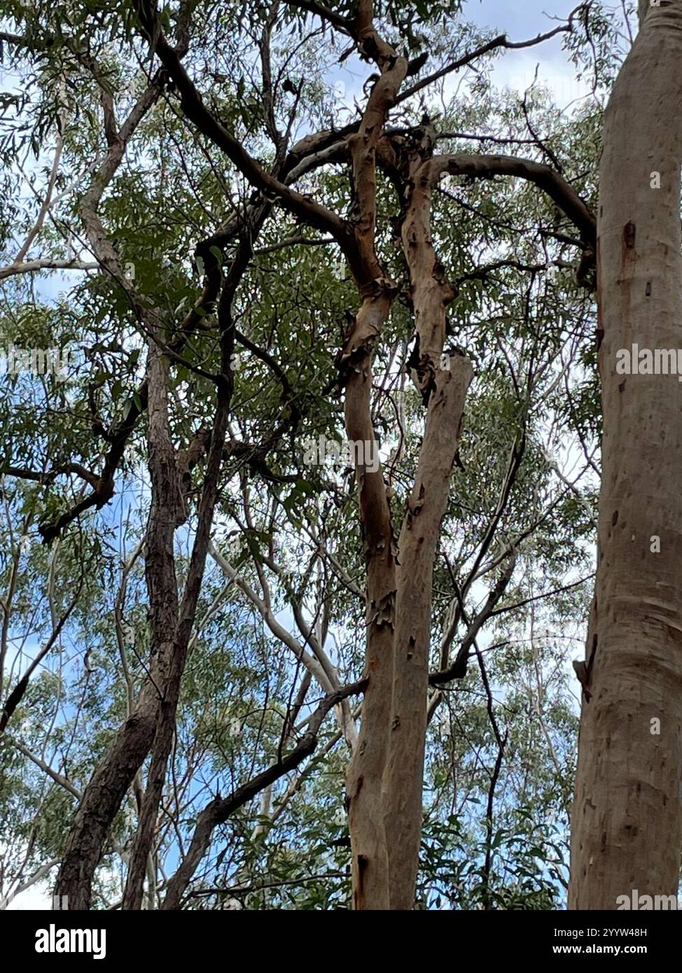 Smooth-barked Apple (Angophora leiocarpa Stock Photo - Alamy