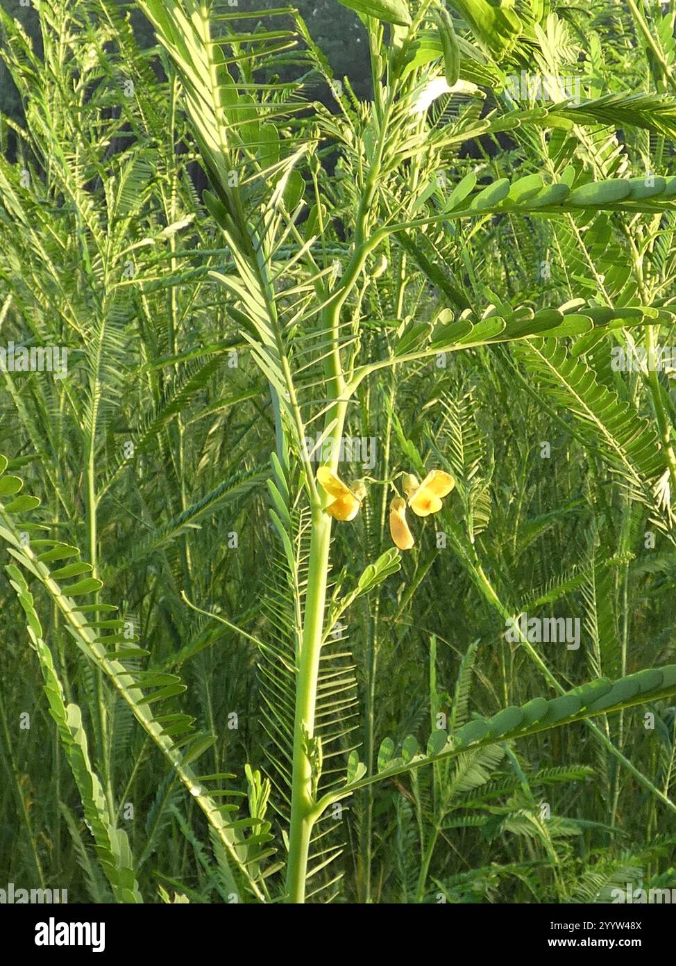 bigpod sesbania (Sesbania herbacea Stock Photo - Alamy