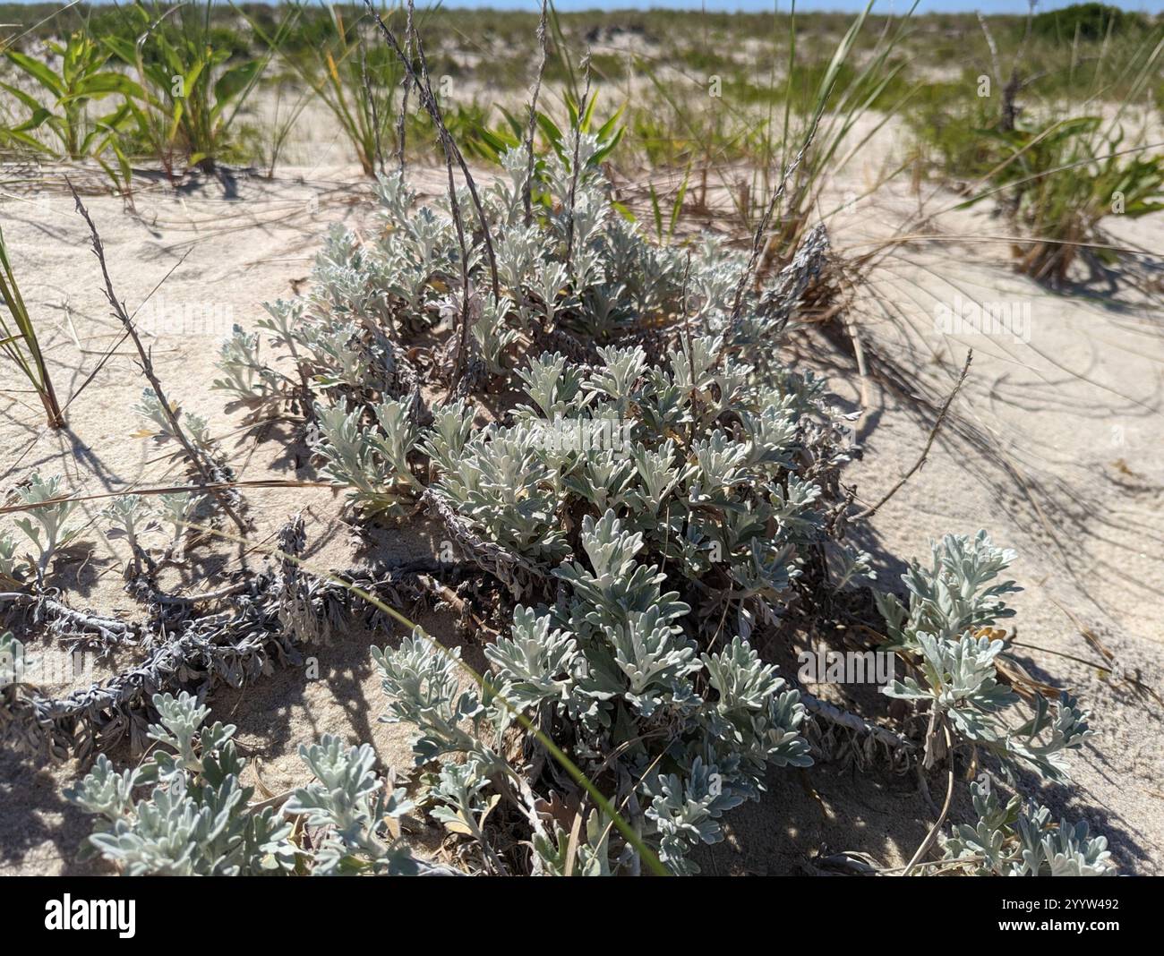 Hoary Mugwort (Artemisia stelleriana Stock Photo - Alamy