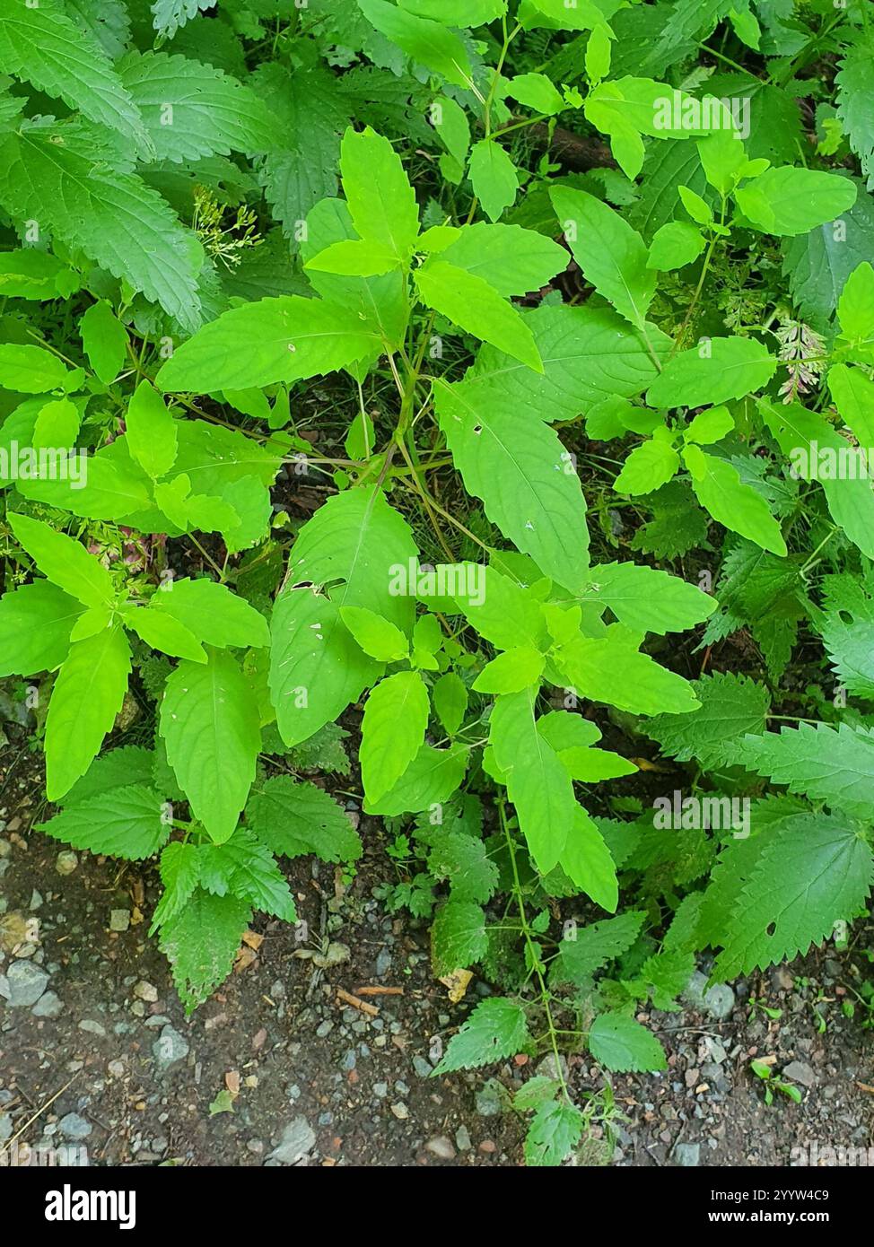 Touch-me-not Balsam (Impatiens noli-tangere Stock Photo - Alamy