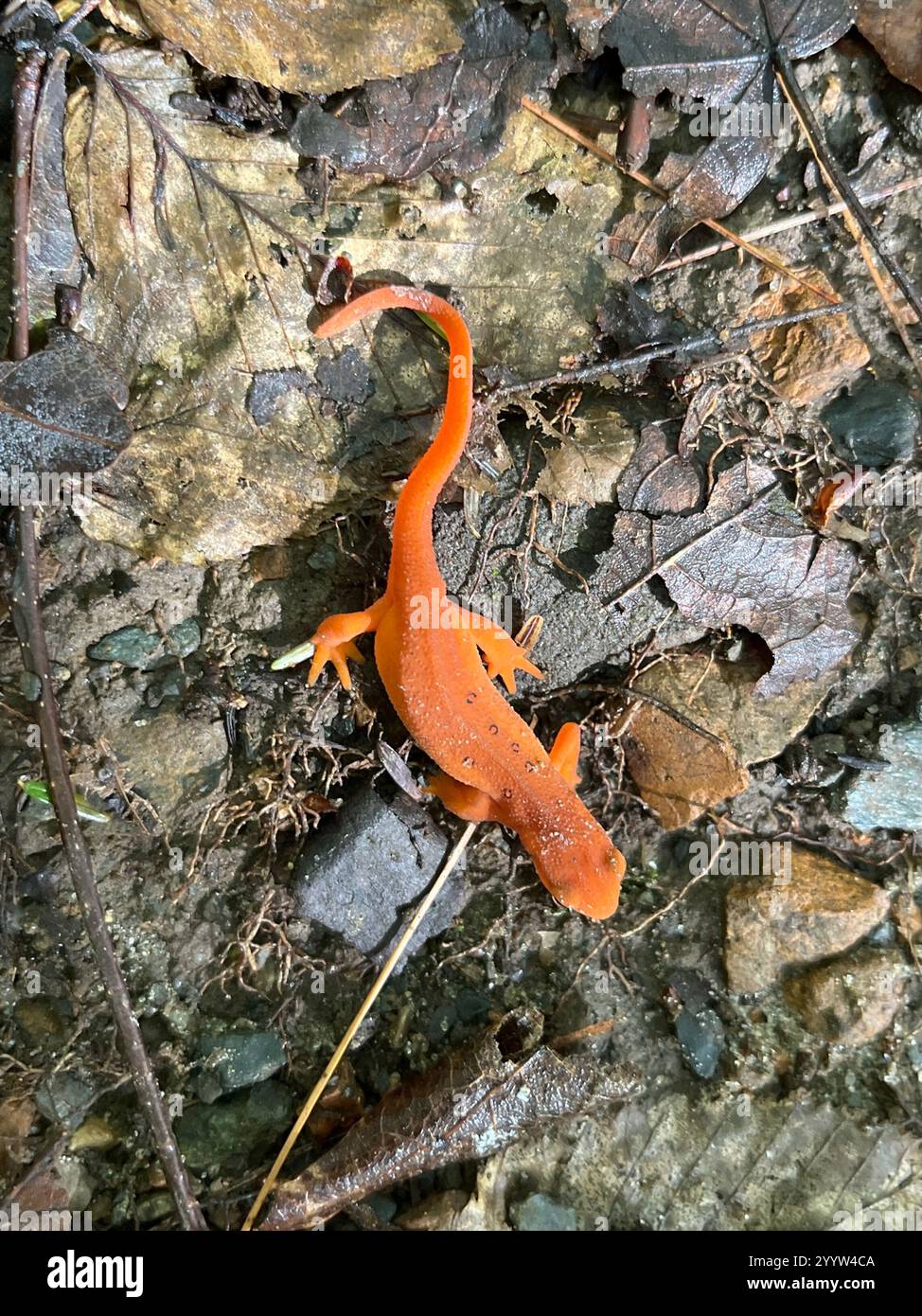 Eastern Newt (Notophthalmus viridescens Stock Photo - Alamy