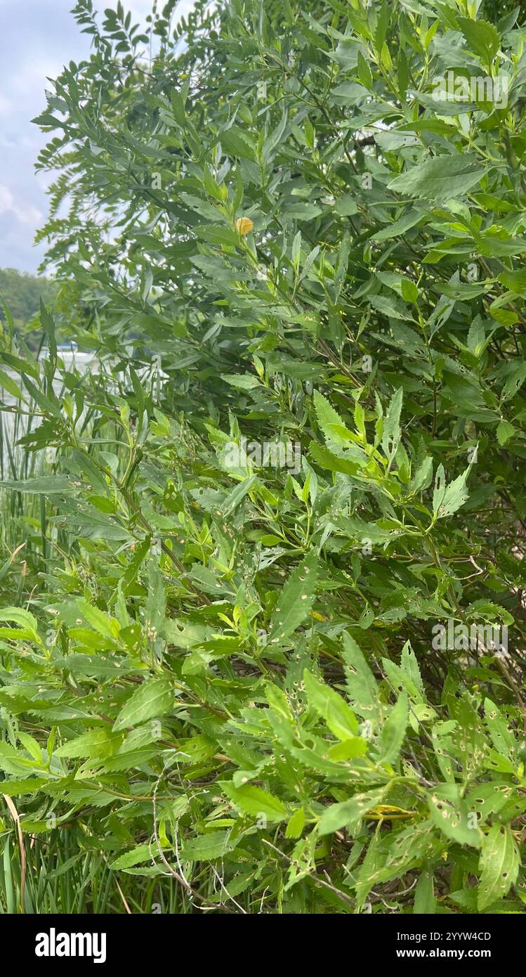 groundsel tree (Baccharis halimifolia Stock Photo - Alamy