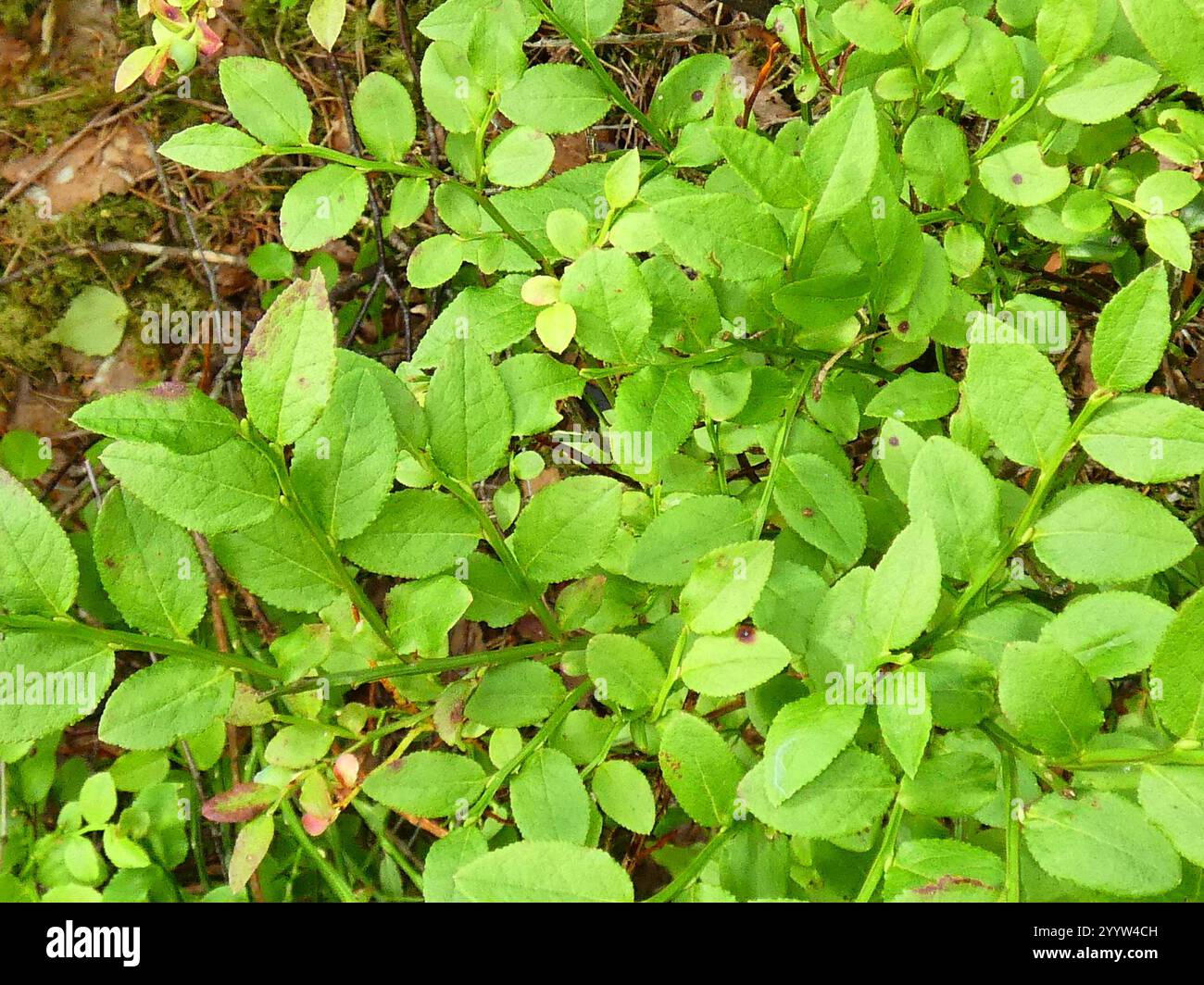 common bilberry (Vaccinium myrtillus Stock Photo - Alamy