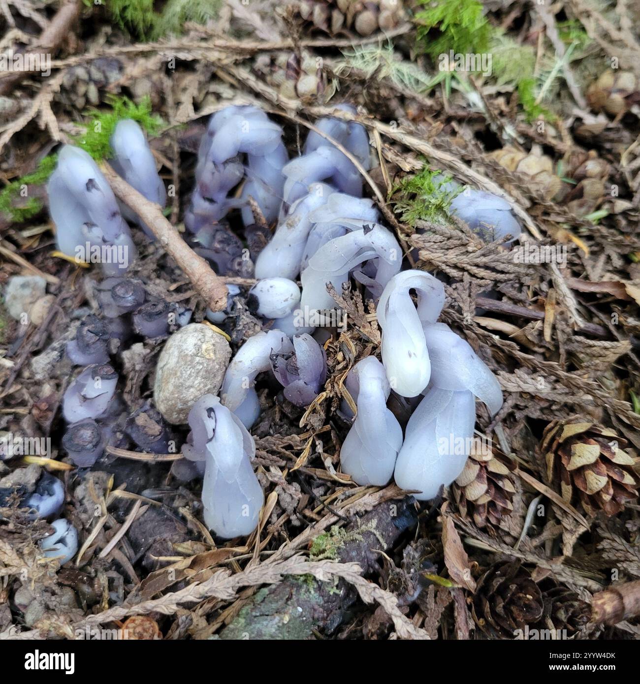 Ghost Pipe (Monotropa uniflora Stock Photo - Alamy
