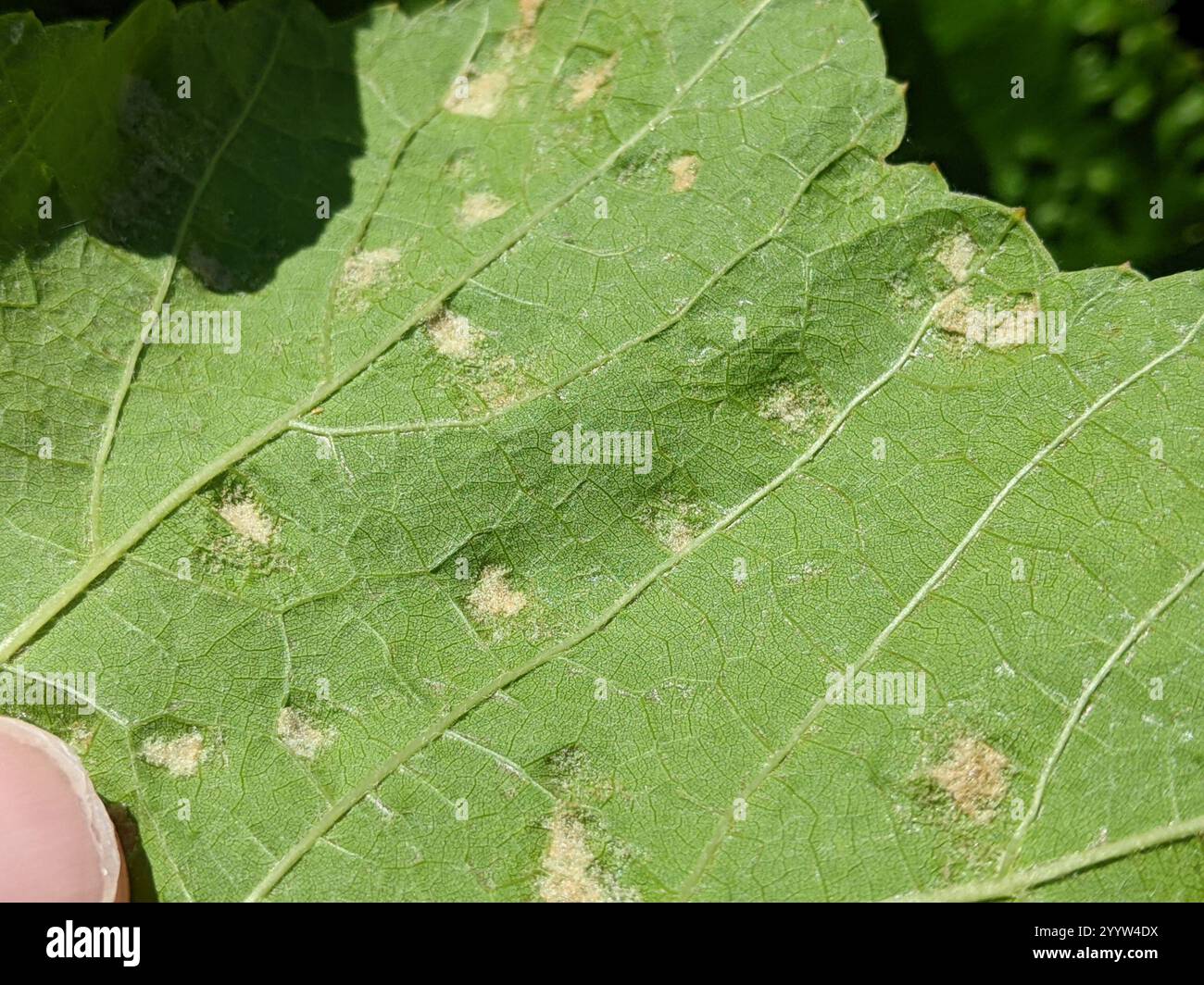 Grape erineum mite colomerus vitis hi-res stock photography and images ...