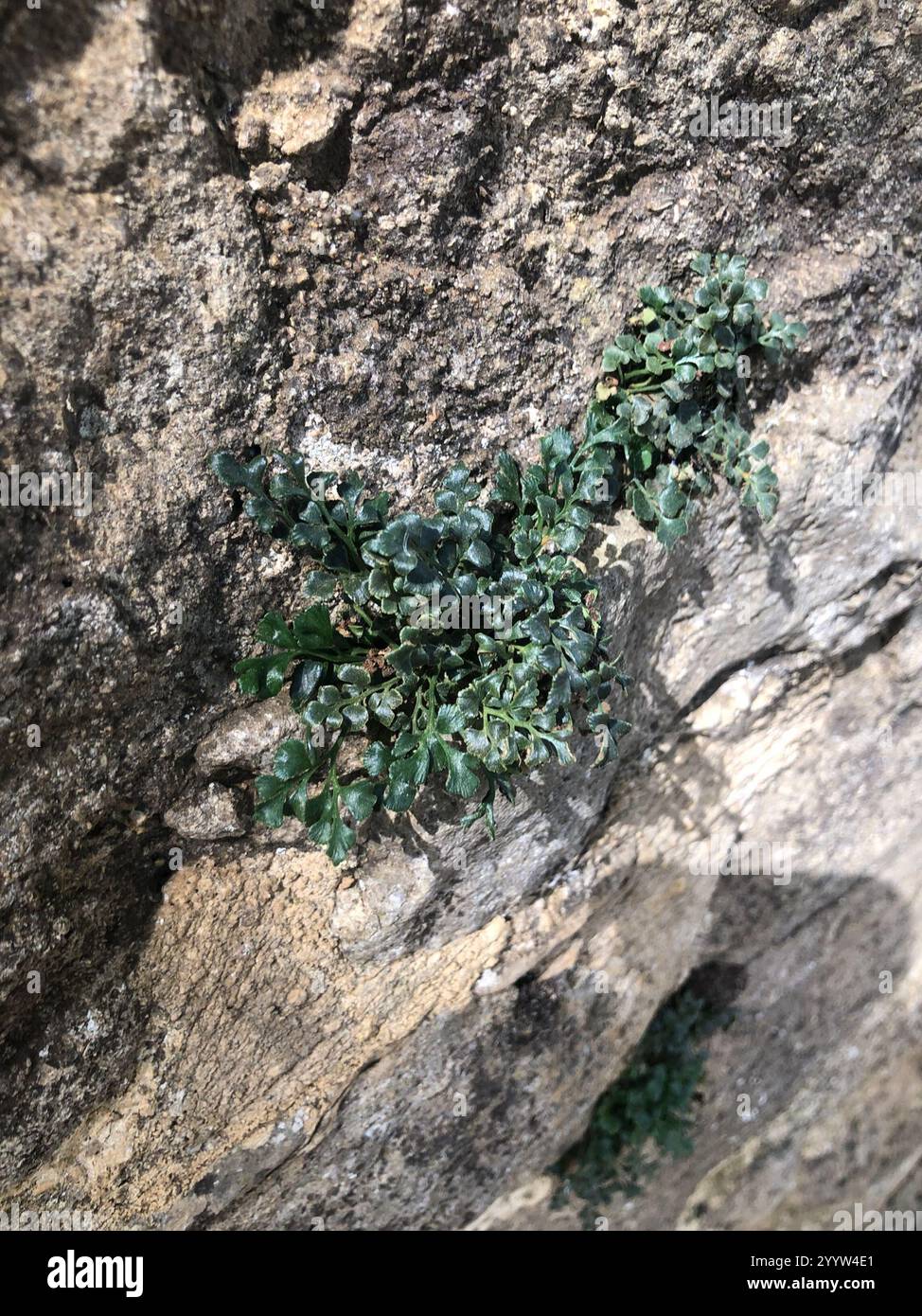 wall-rue (Asplenium ruta-muraria Stock Photo - Alamy