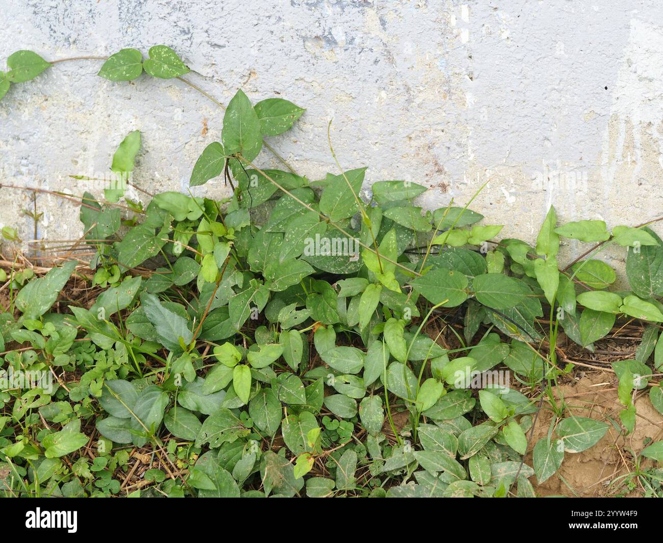 Skunk vine hi-res stock photography and images - Alamy