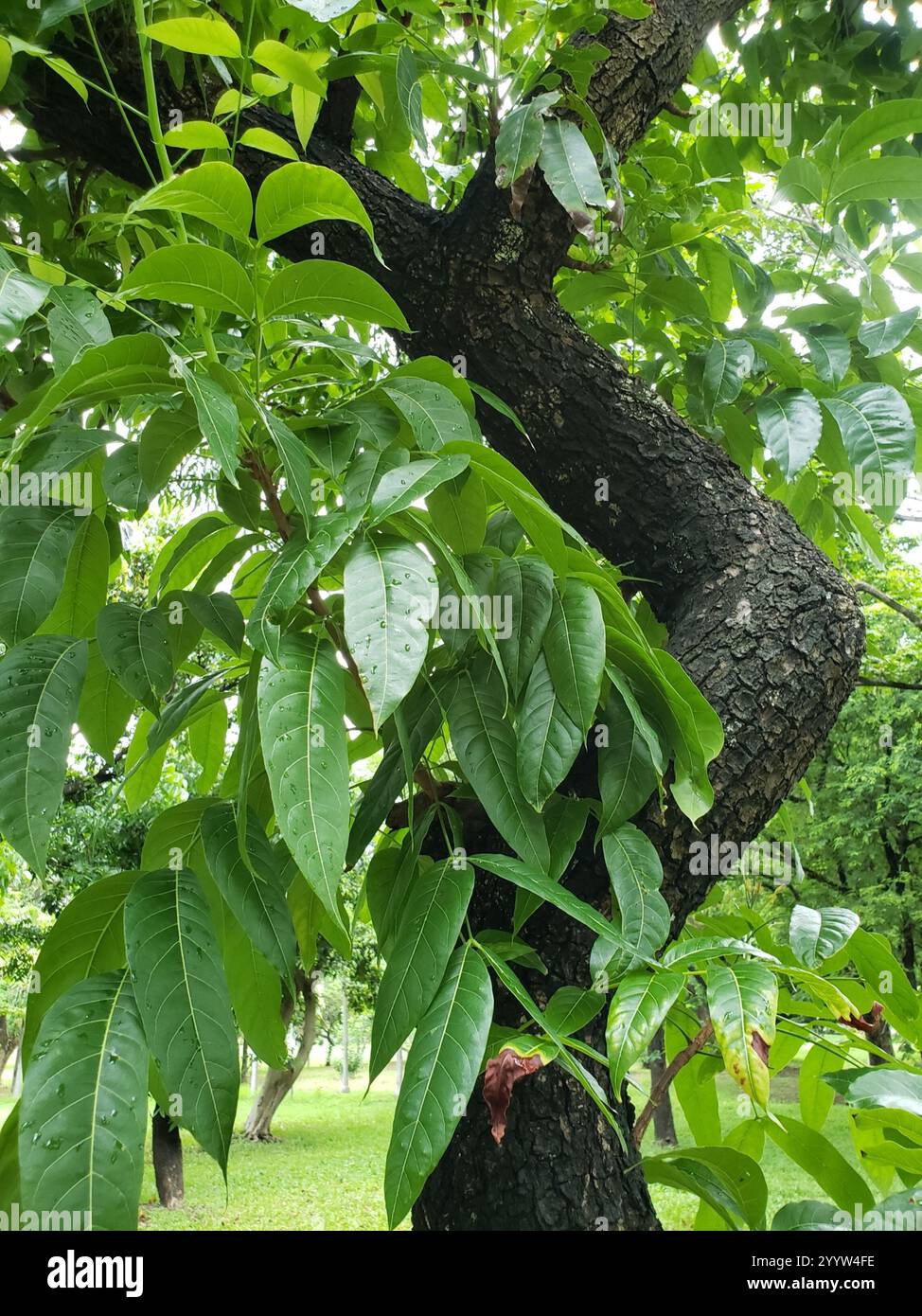 Big-leaf Mahogany (Swietenia macrophylla Stock Photo - Alamy