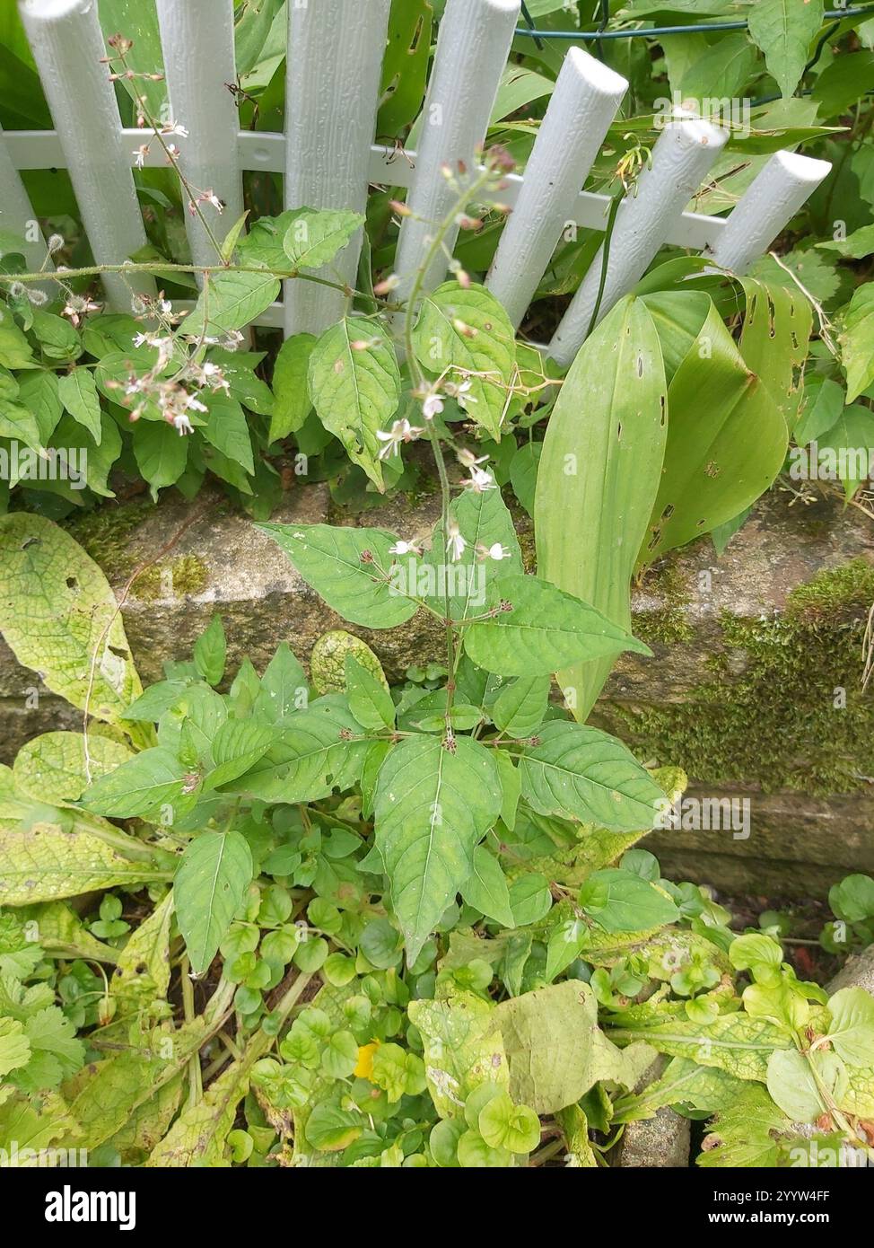 enchanter's-nightshade (Circaea lutetiana Stock Photo - Alamy