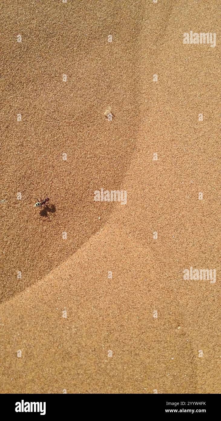 Namib Desert Dune Ant (Camponotus detritus Stock Photo - Alamy