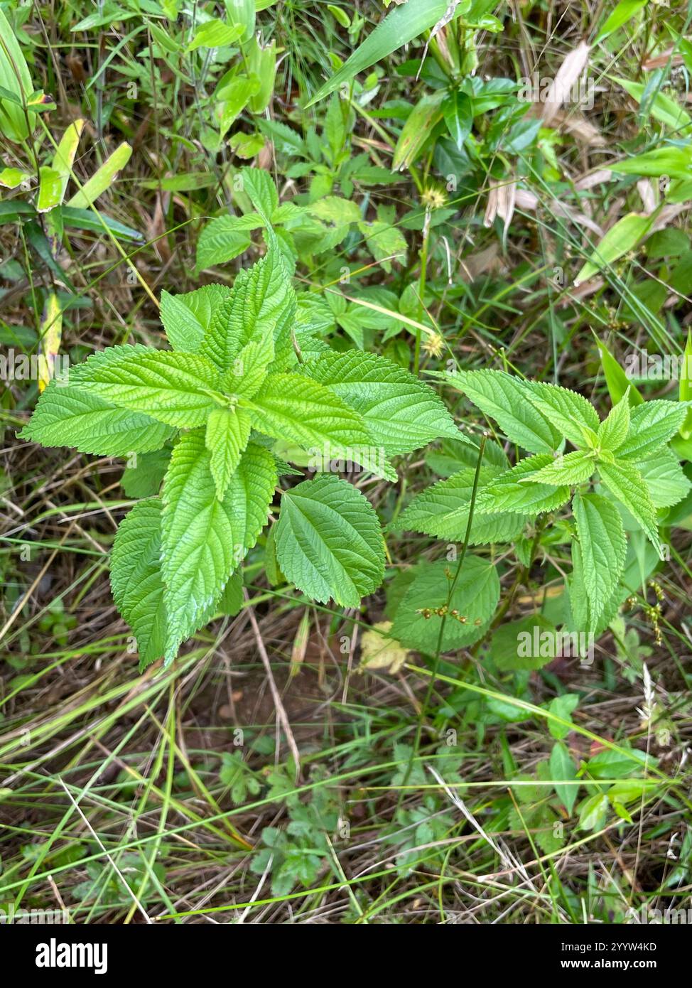 false nettle (Boehmeria cylindrica Stock Photo - Alamy