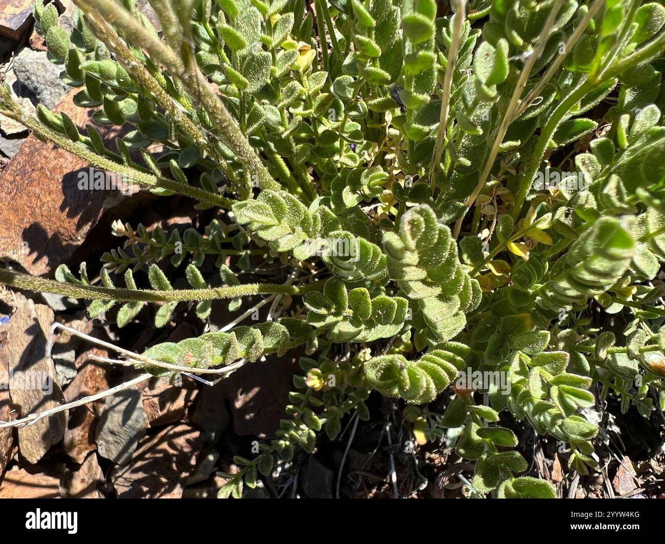 (Polemonium pulcherrimum pulcherrimum Stock Photo - Alamy