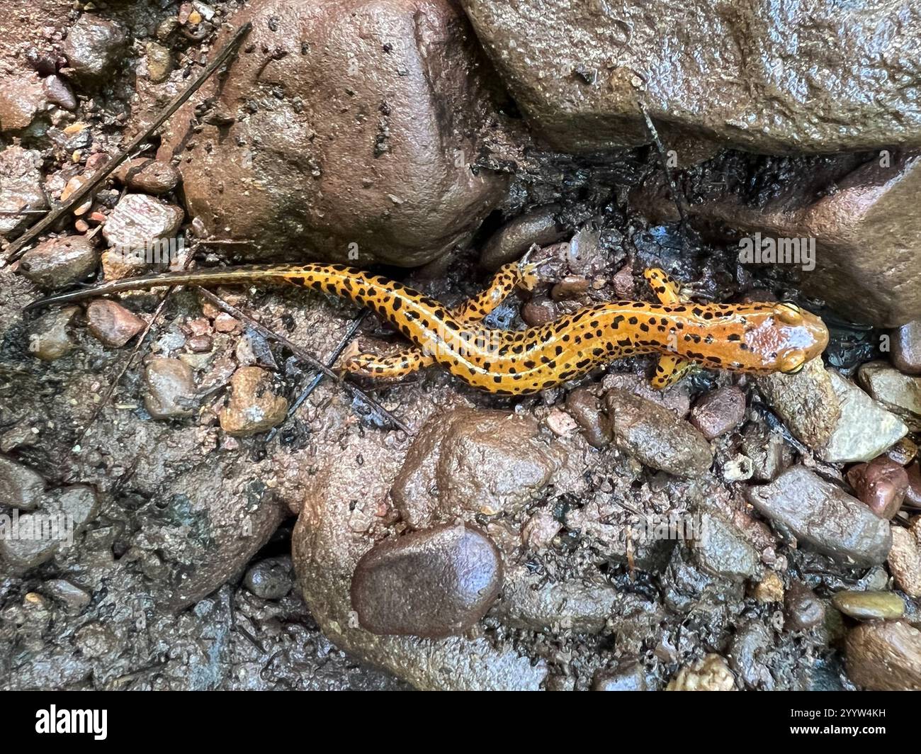 Eastern Long-tailed Salamander (Eurycea longicauda longicauda Stock ...