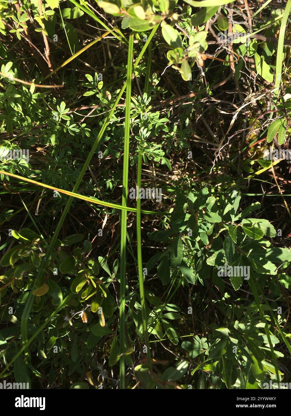 beaked sedge (Carex rostrata Stock Photo - Alamy