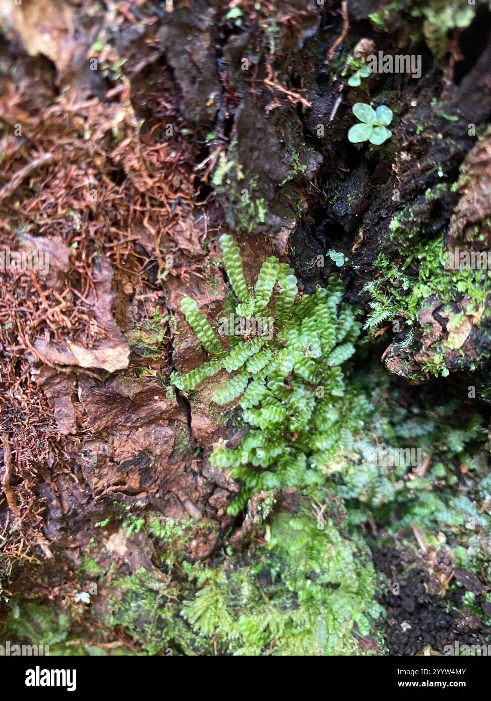 Flat-leaved Scalewort (Radula complanata Stock Photo - Alamy