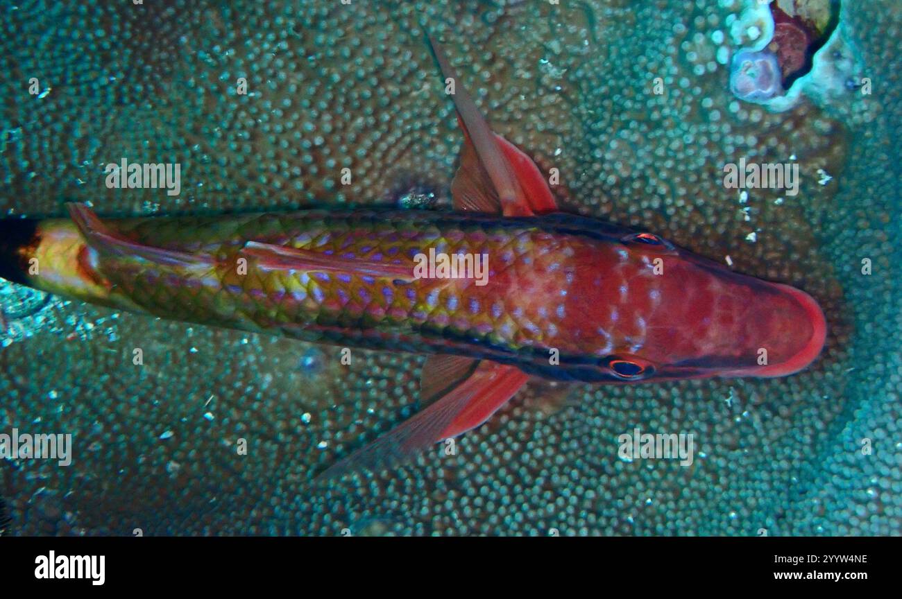 Blacksaddle Goatfish (Parupeneus spilurus Stock Photo - Alamy