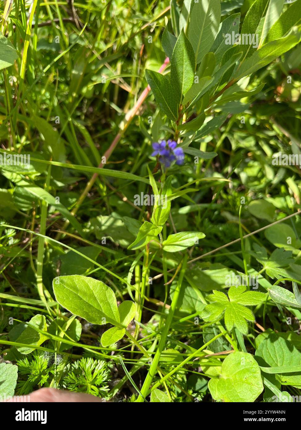 American alpine speedwell hi-res stock photography and images - Alamy