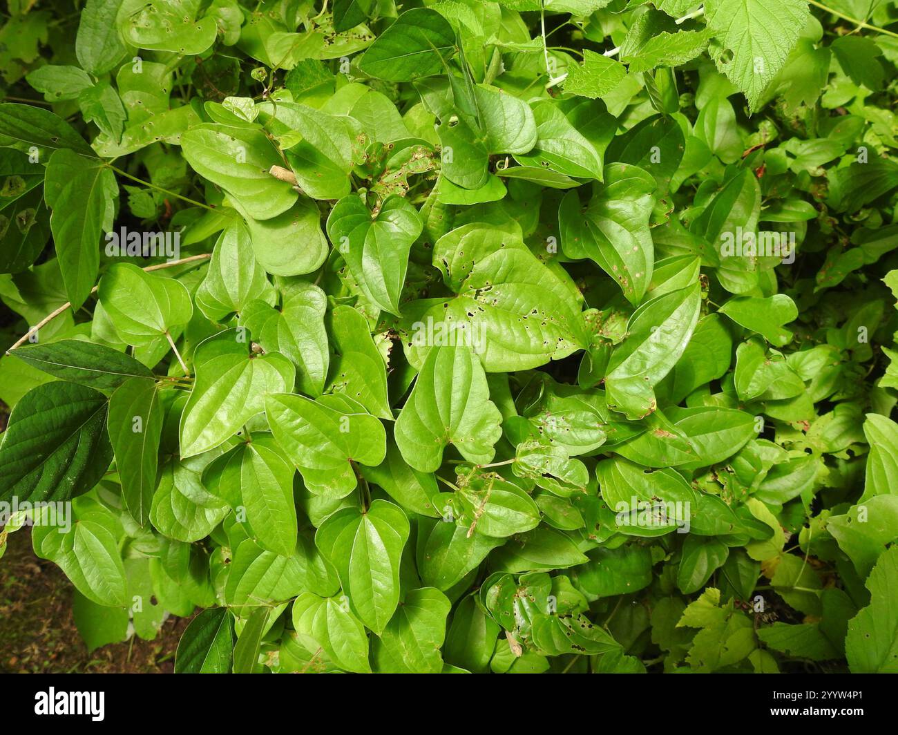 Chinese yam (Dioscorea polystachya Stock Photo - Alamy