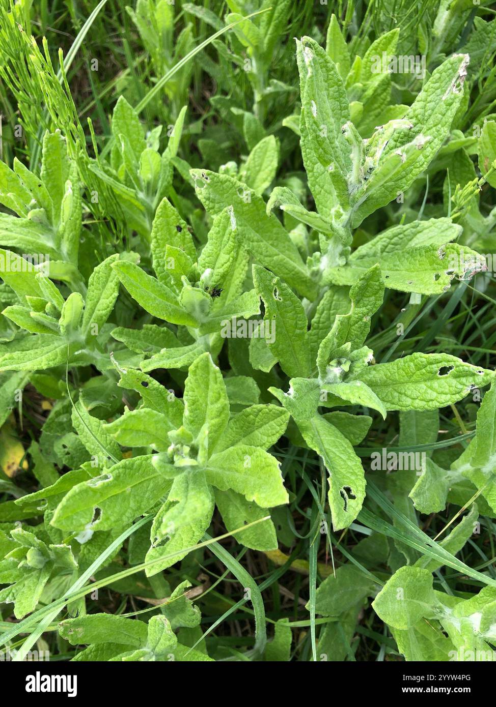 Common Fleabane (Pulicaria dysenterica Stock Photo - Alamy