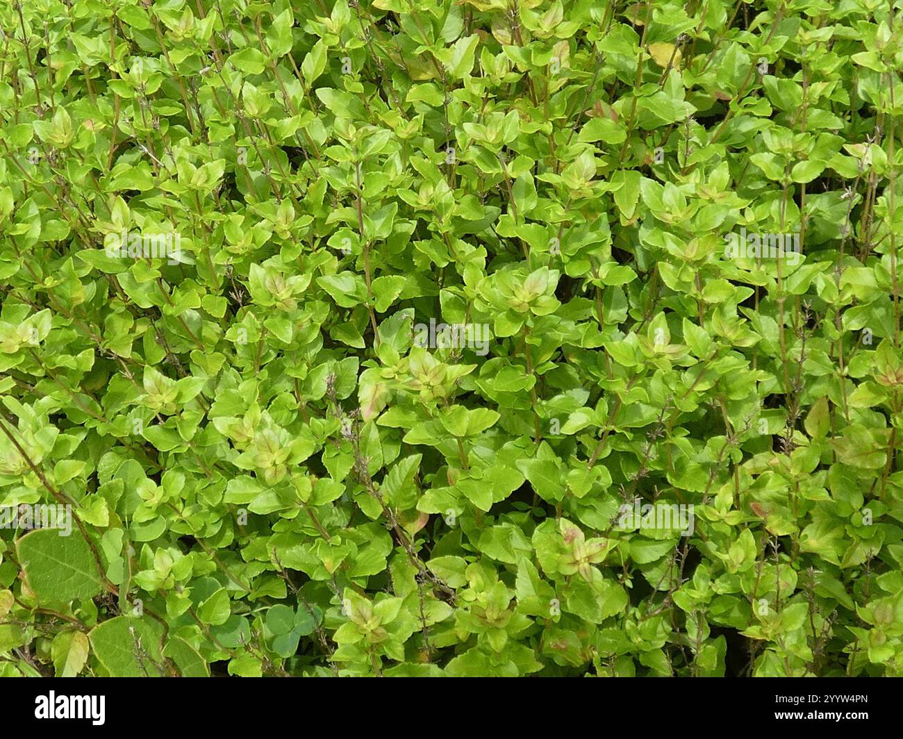 Georgia calamint (Clinopodium carolinianum Stock Photo - Alamy