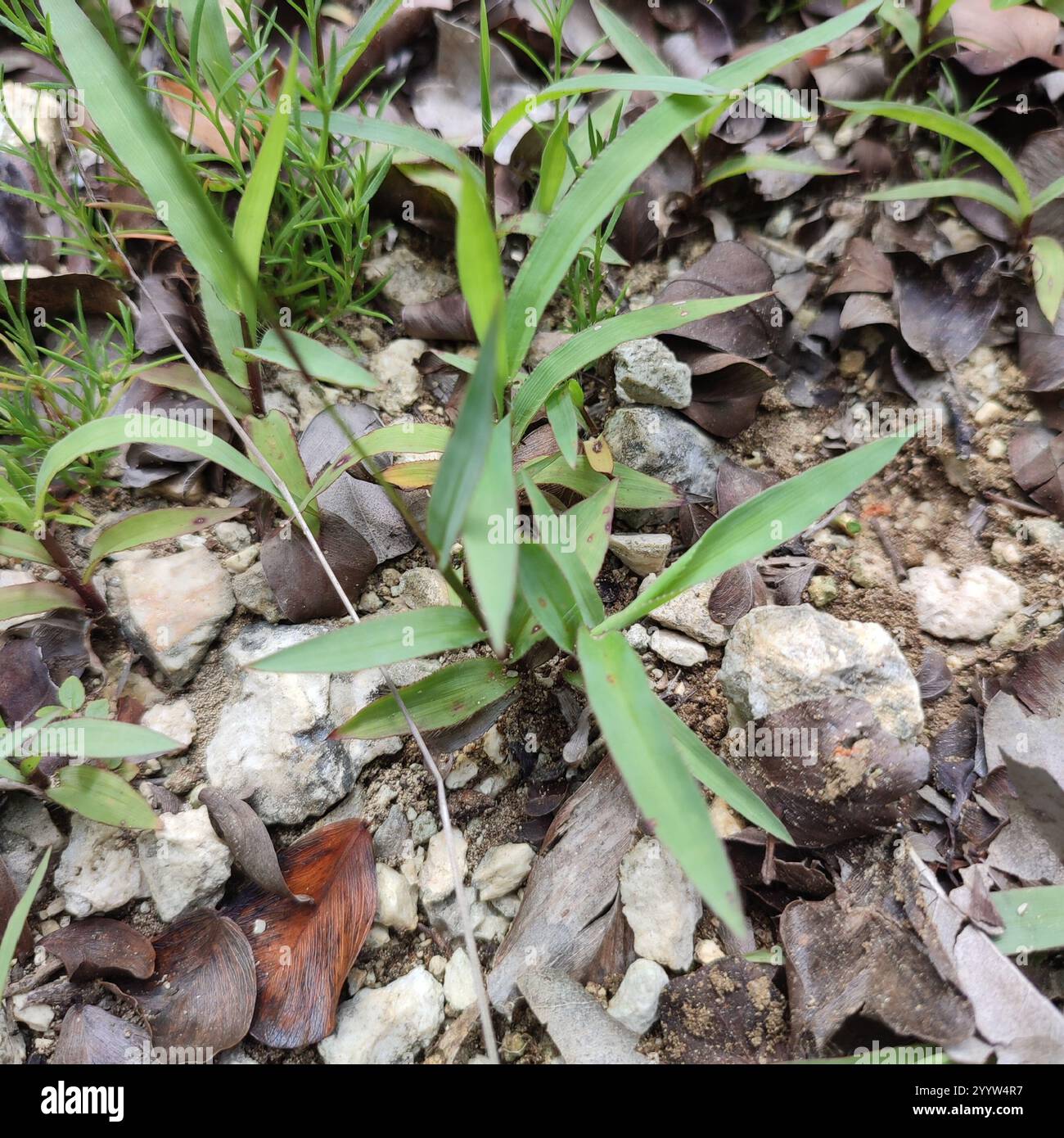 Blue Crowngrass (Paspalum caespitosum Stock Photo - Alamy