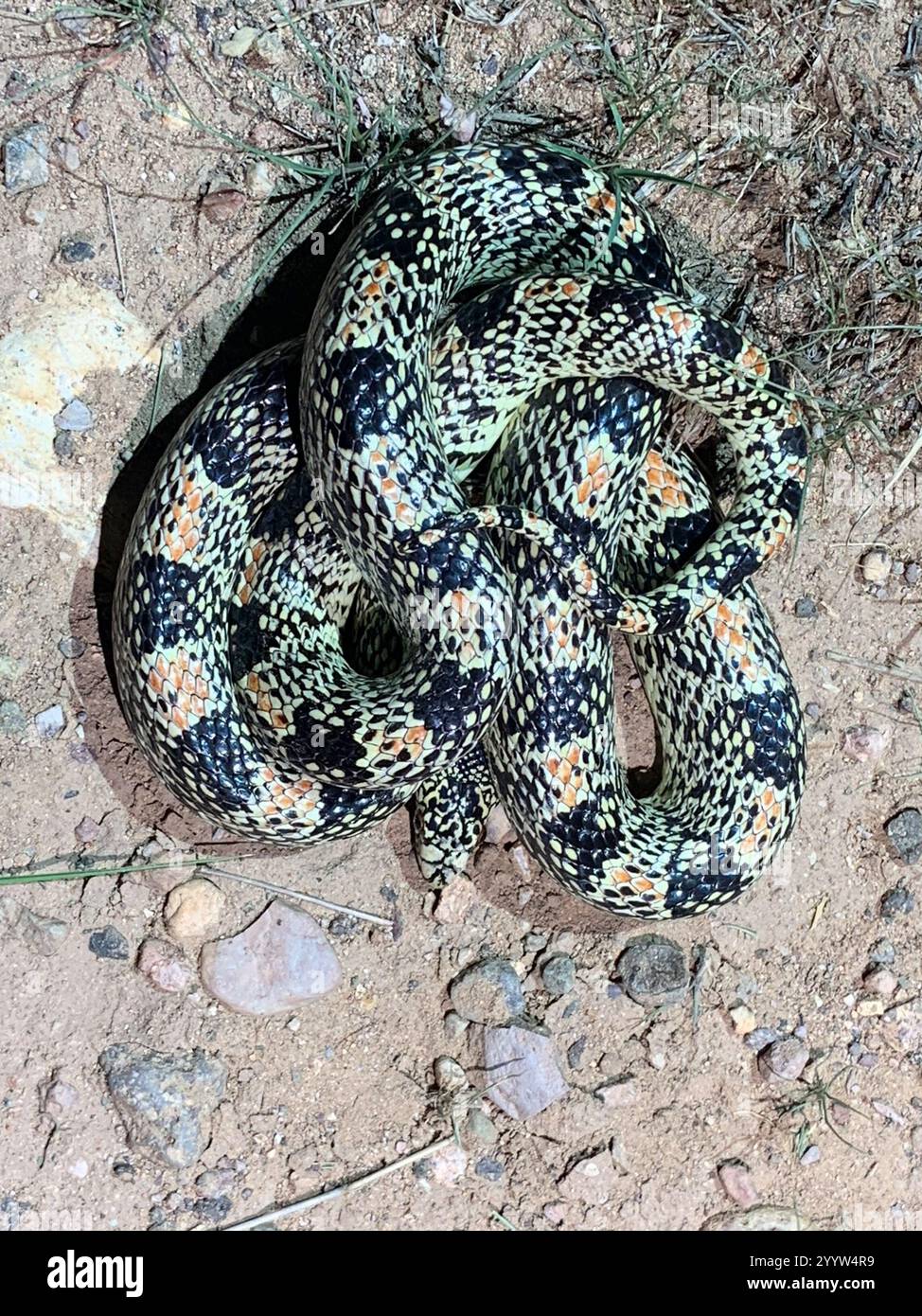 Long-nosed Snake (Rhinocheilus lecontei Stock Photo - Alamy
