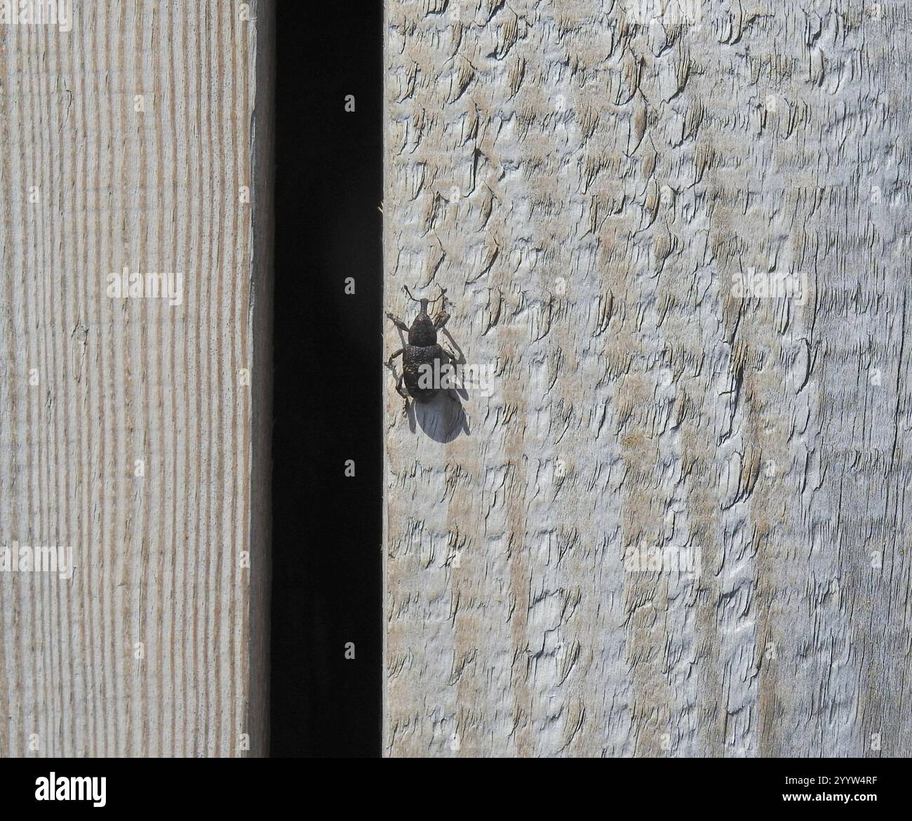 Large Pine Weevil (Hylobius abietis Stock Photo - Alamy