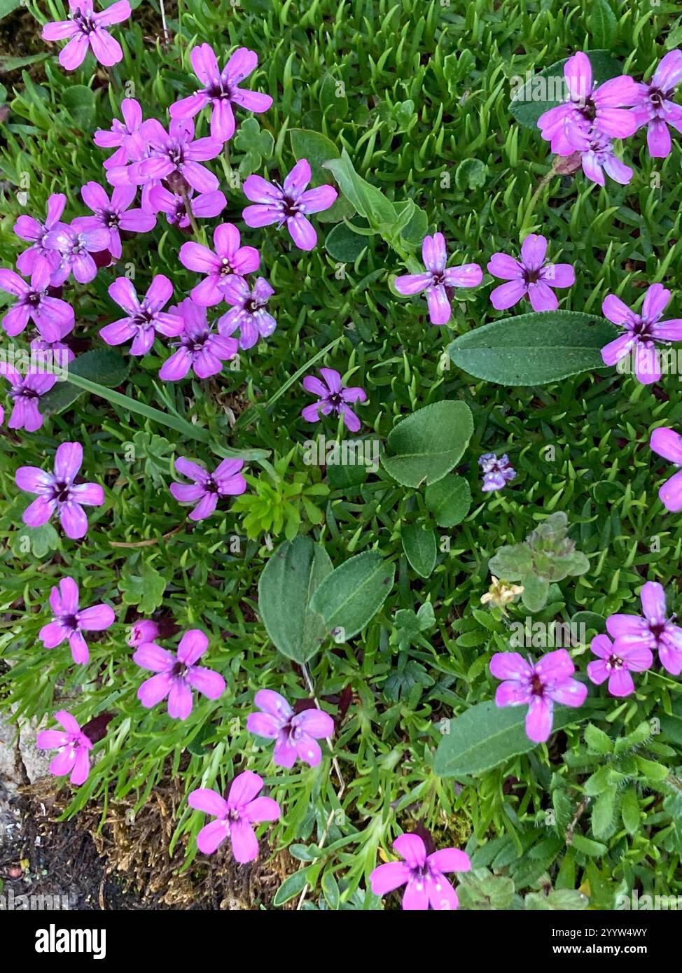 Moss Campion (Silene acaulis Stock Photo - Alamy