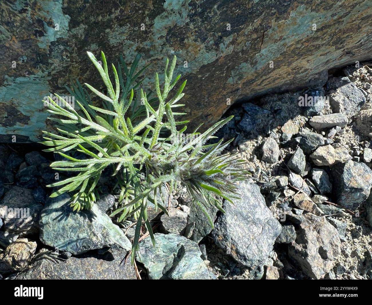 Scarlet Gilia (Ipomopsis aggregata Stock Photo - Alamy