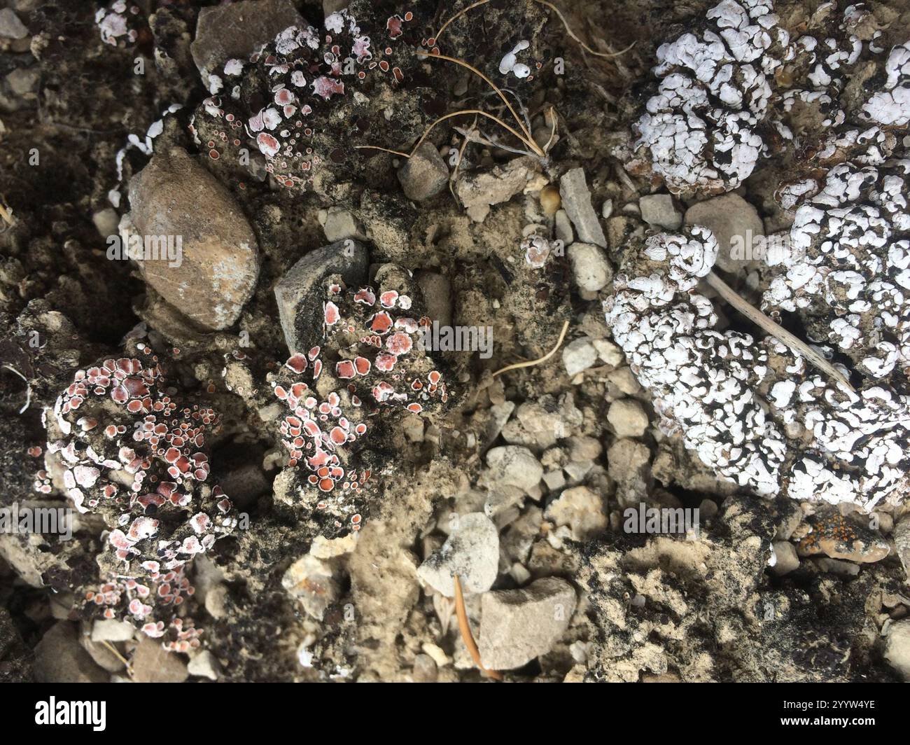 Fishscale Lichens (Psora Stock Photo - Alamy