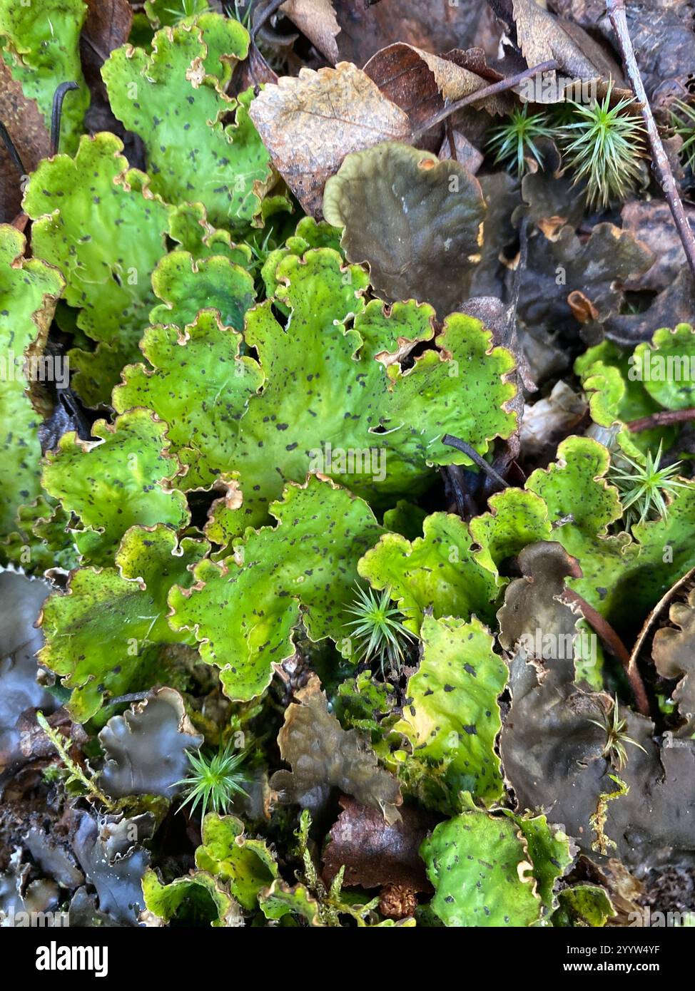 pelt lichens (Peltigera Stock Photo - Alamy