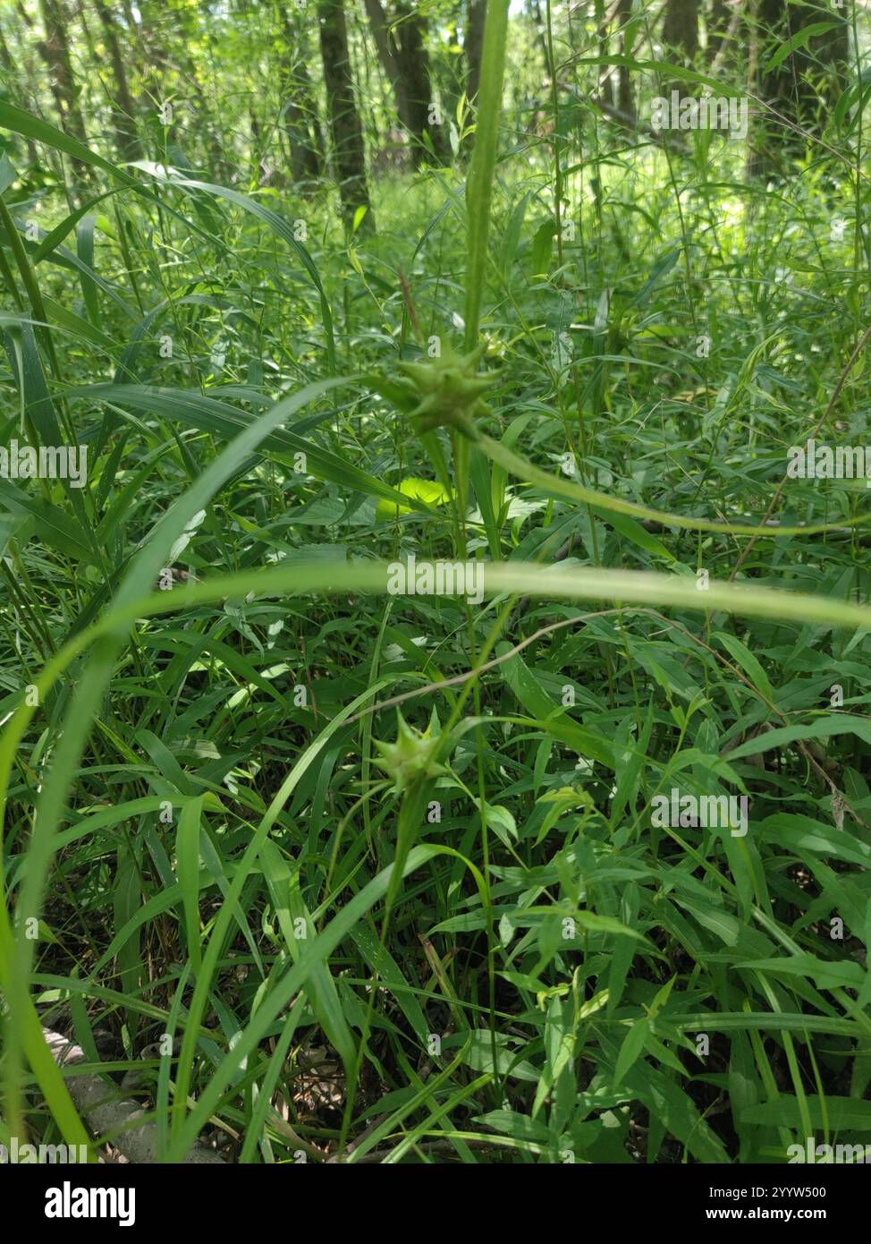Gray's sedge (Carex grayi Stock Photo - Alamy