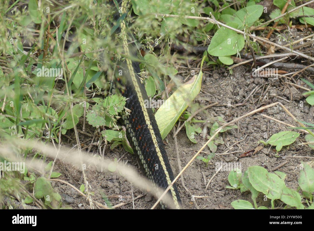 Common Garter Snake (Thamnophis sirtalis Stock Photo - Alamy