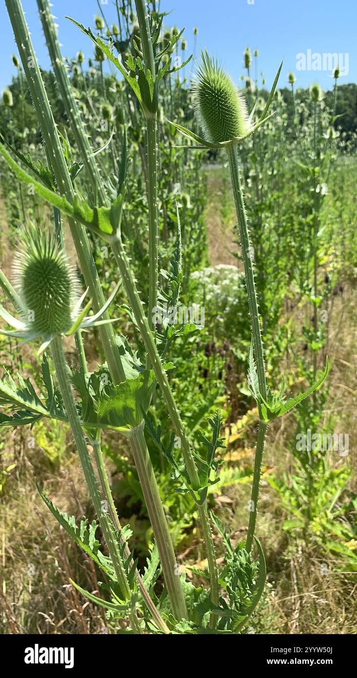cutleaf teasel (Dipsacus laciniatus Stock Photo - Alamy