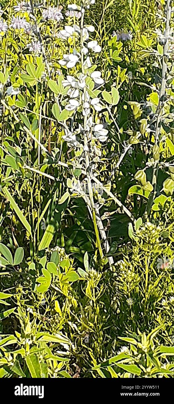 white wild indigo (Baptisia alba Stock Photo - Alamy