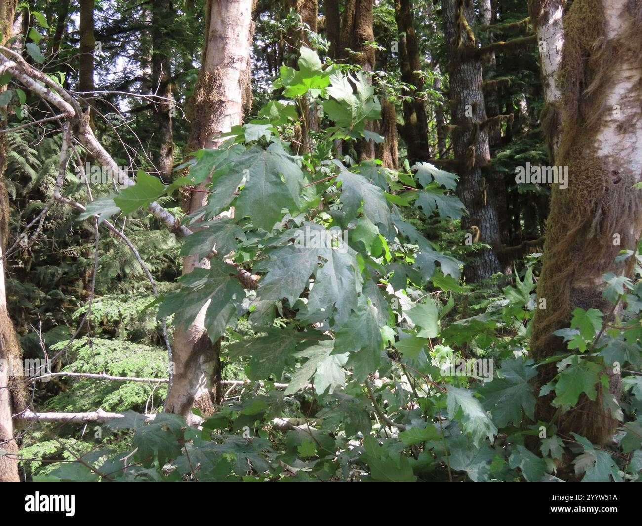 bigleaf maple (Acer macrophyllum Stock Photo - Alamy
