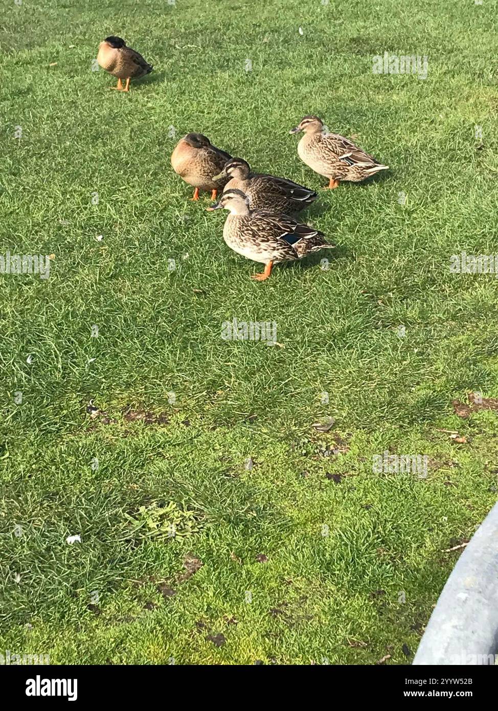 Domestic Mallard (Anas platyrhynchos domesticus Stock Photo - Alamy