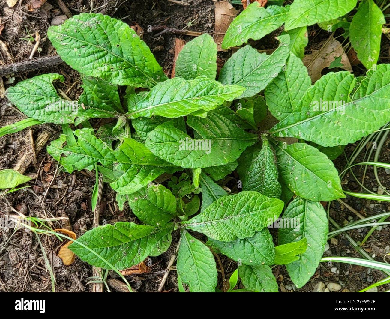 common elephant's-foot (Elephantopus tomentosus Stock Photo - Alamy
