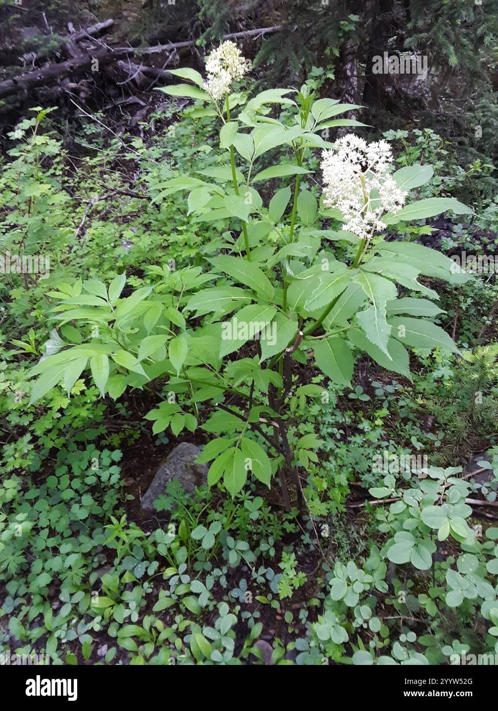 red-berried elder (Sambucus racemosa Stock Photo - Alamy