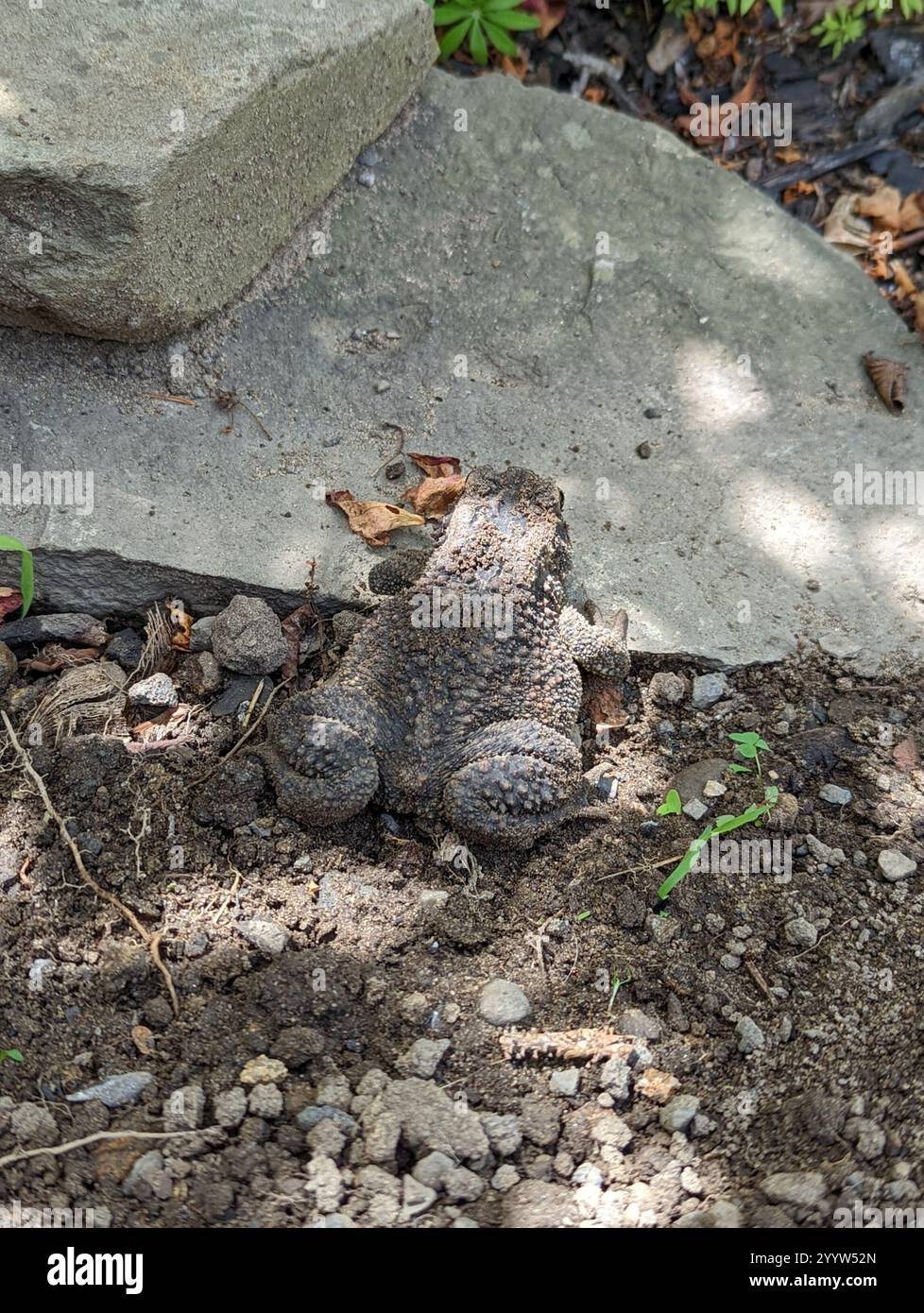 American Toad (Anaxyrus americanus Stock Photo - Alamy