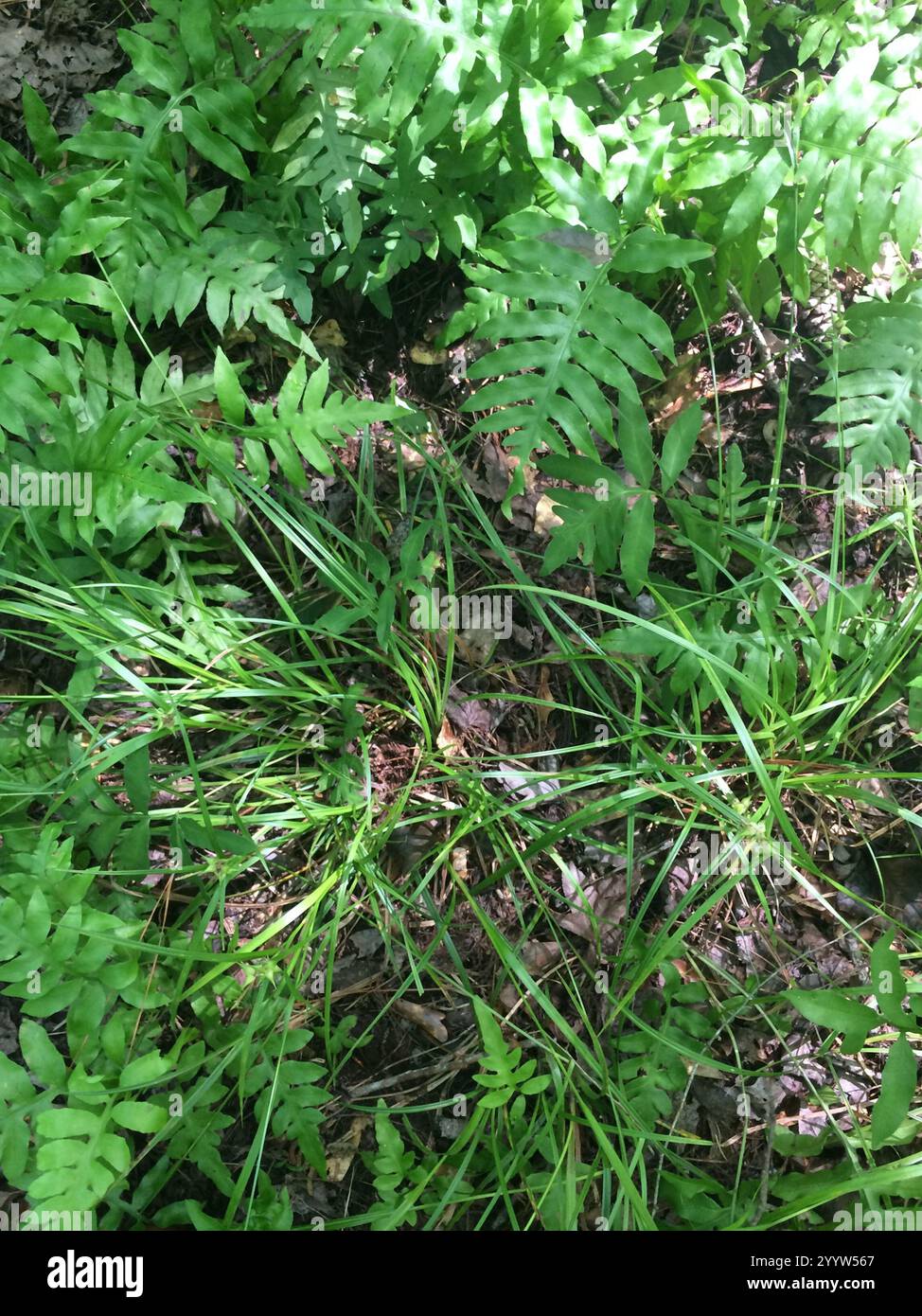 bladder sedge (Carex intumescens Stock Photo - Alamy