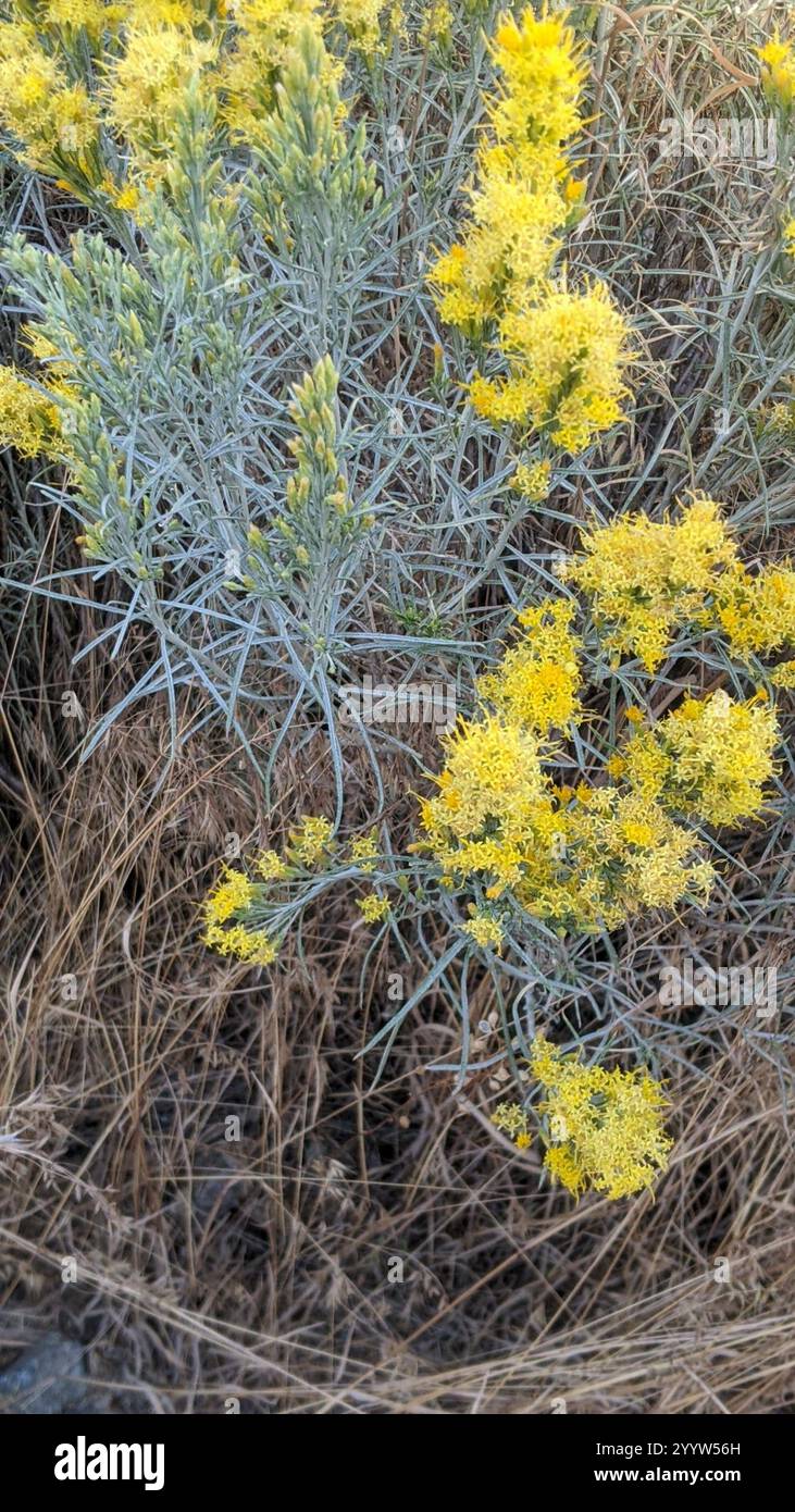 Rubber Rabbitbrush (Ericameria nauseosa Stock Photo - Alamy