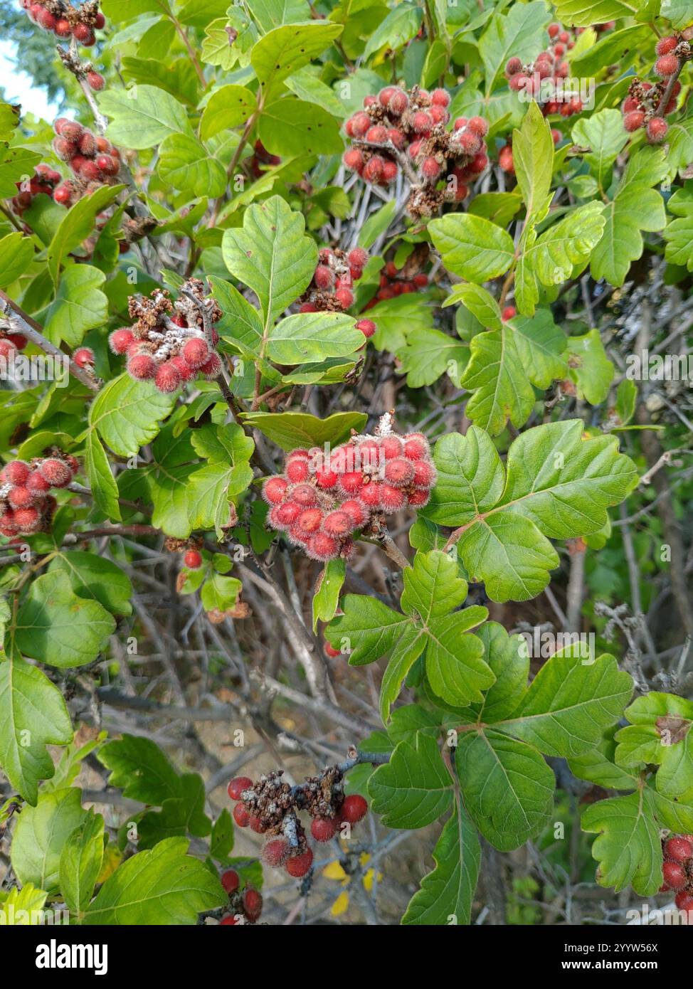 fragrant sumac (Rhus aromatica Stock Photo - Alamy