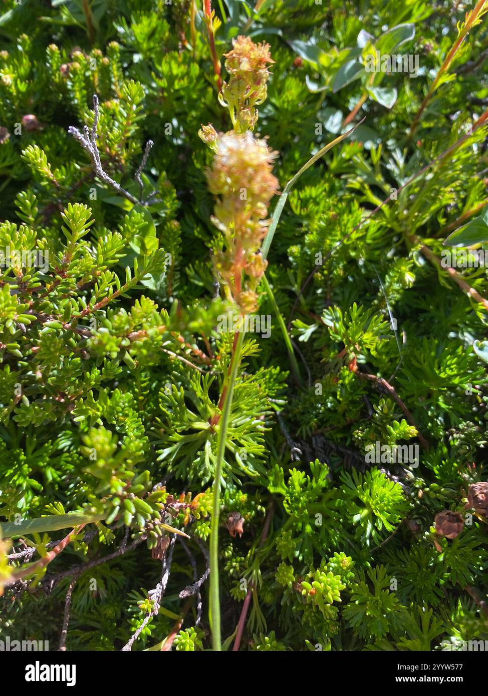 Partridgefoot (Luetkea pectinata Stock Photo - Alamy