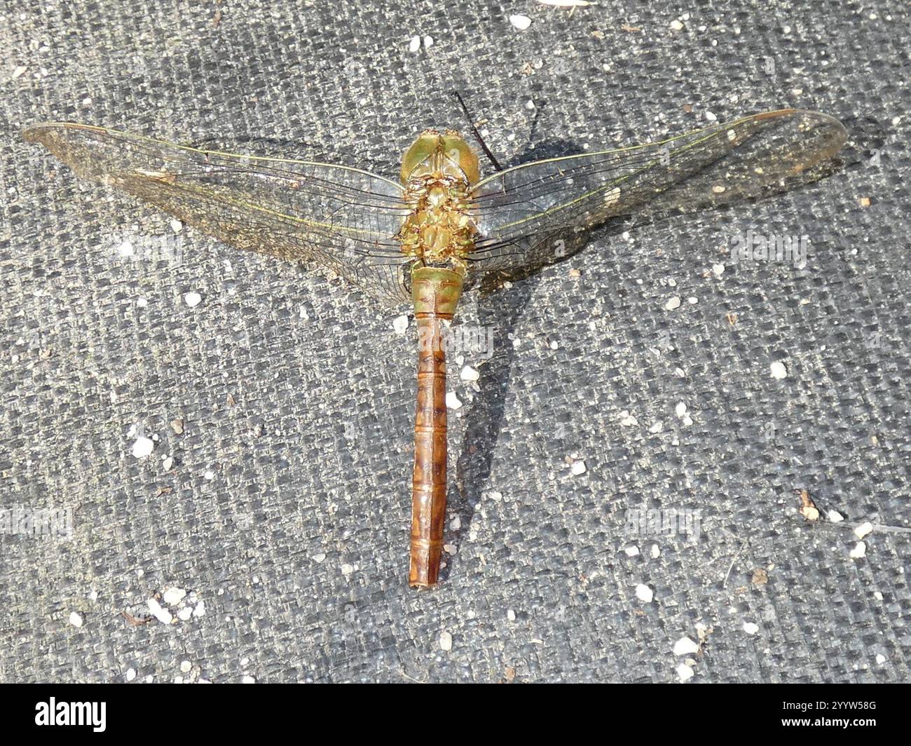Comet Darner (Anax longipes Stock Photo - Alamy