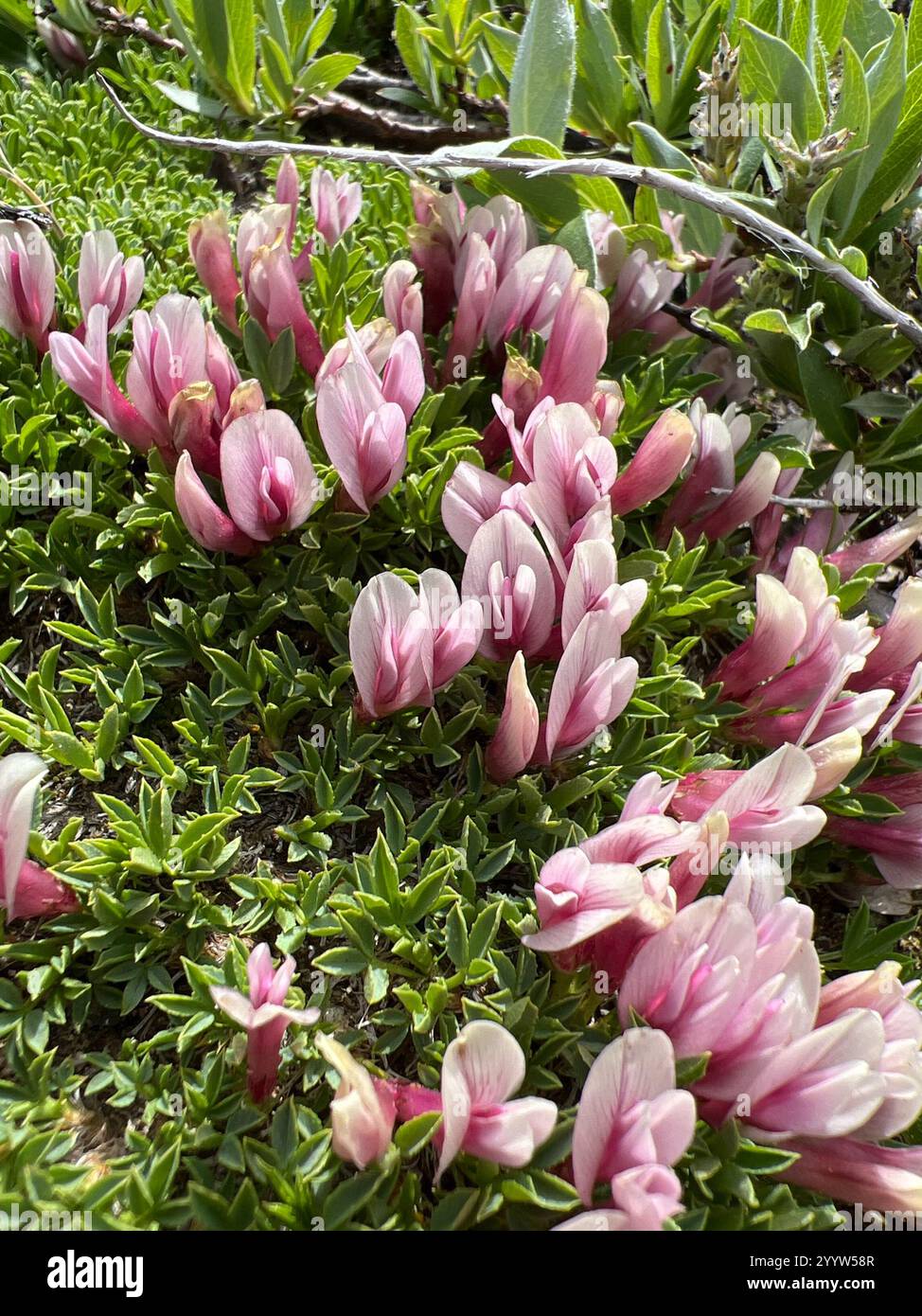 Dwarf Clover (Trifolium nanum Stock Photo - Alamy