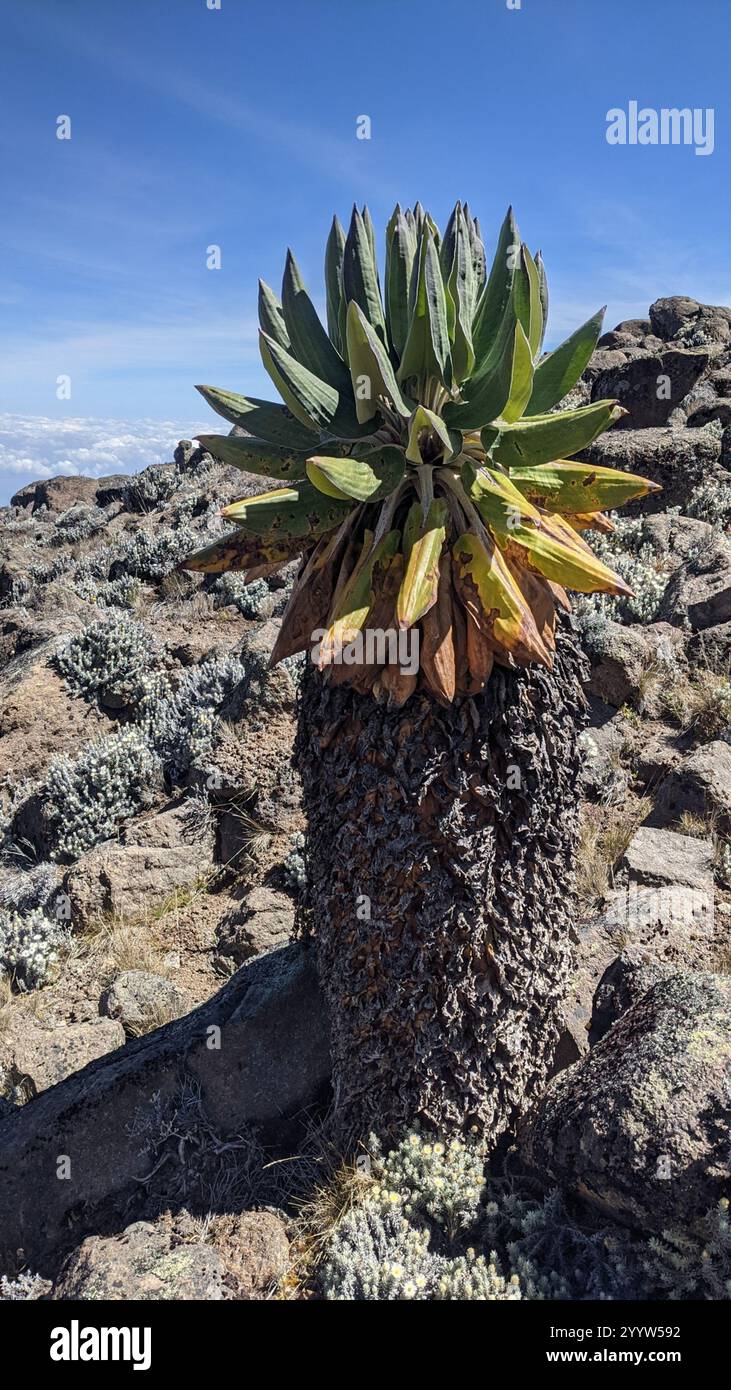 Giant Groundsel (Dendrosenecio kilimanjari Stock Photo - Alamy
