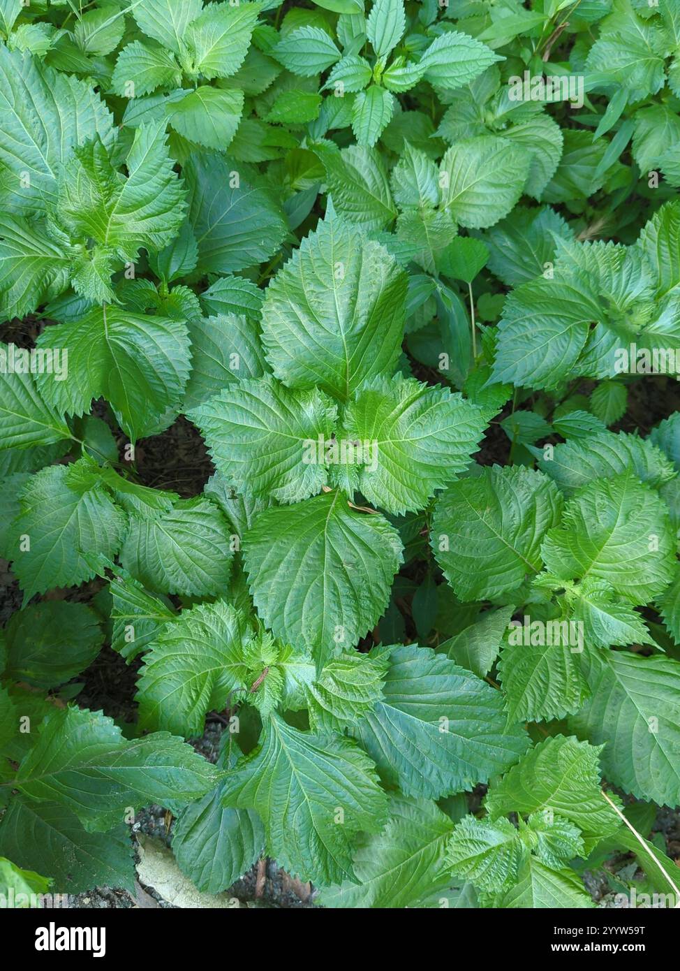 beefsteak plant (Perilla frutescens Stock Photo - Alamy